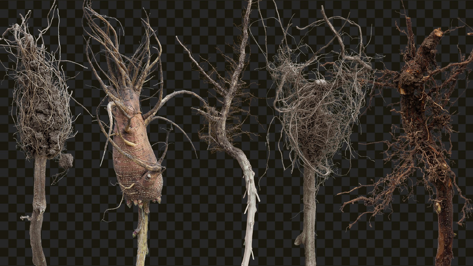 PNG Photo Pack- Roots Pack 2 3D - TurboSquid 2041537