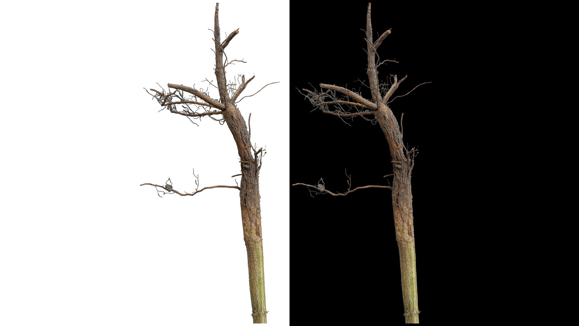 PNG Photo Pack- Roots Pack 2 3D - TurboSquid 2041537