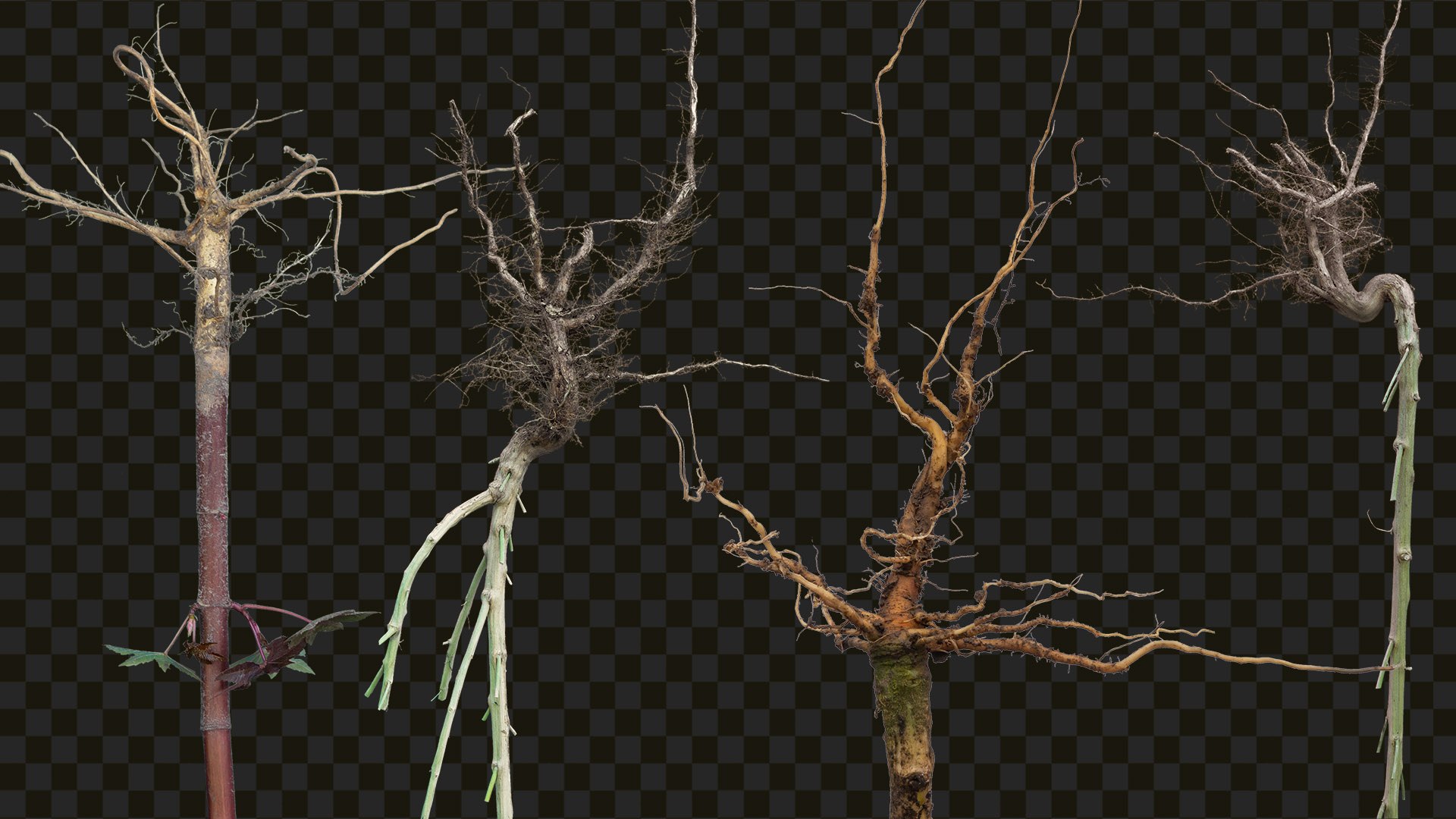 PNG Photo Pack- Roots Pack 2 3D - TurboSquid 2041537