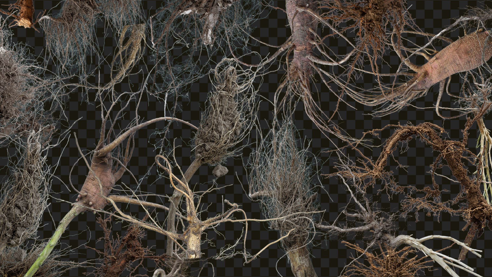 PNG Photo Pack- Roots Pack 2 3D - TurboSquid 2041537