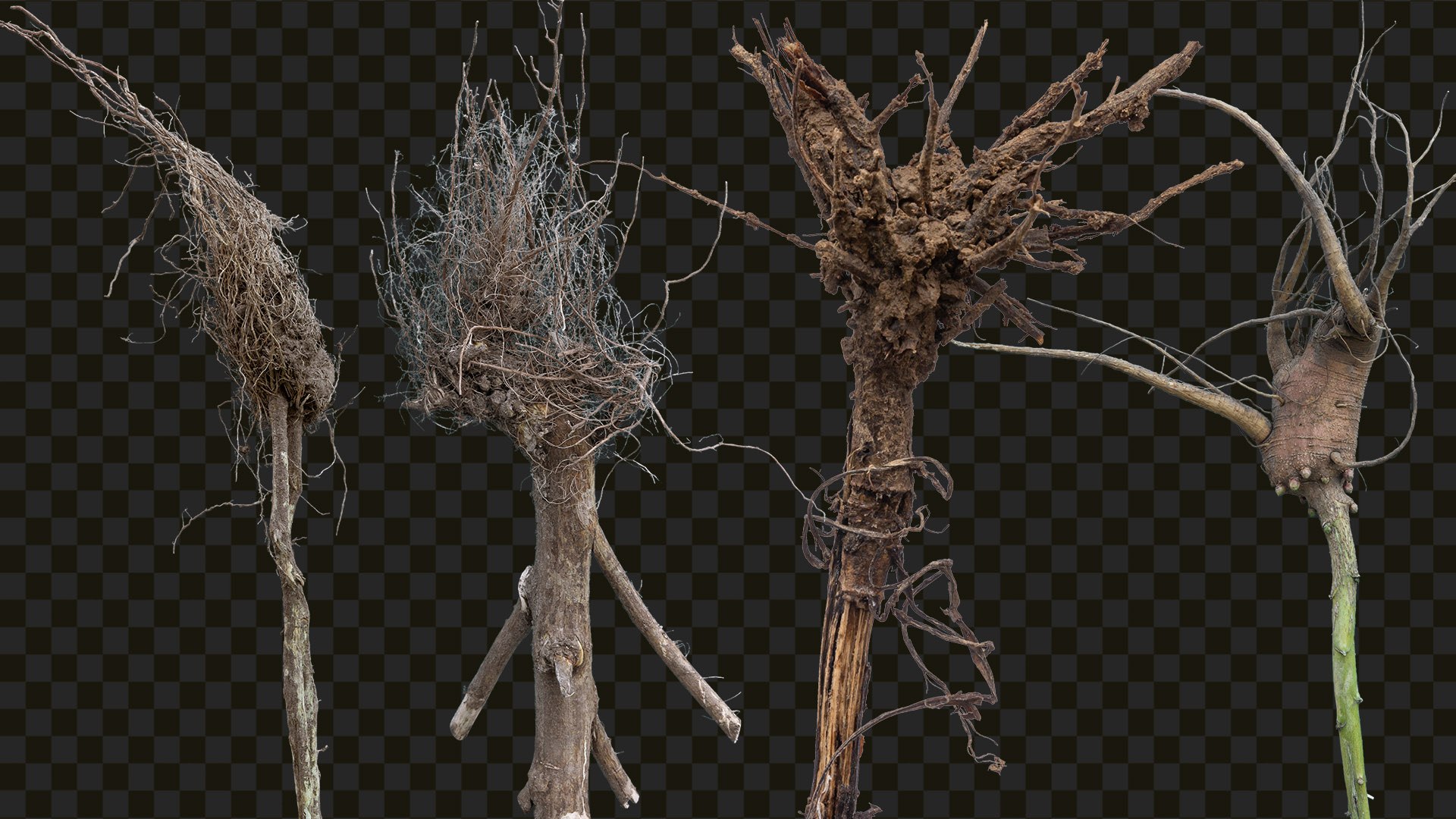 PNG Photo Pack- Roots Pack 2 3D - TurboSquid 2041537