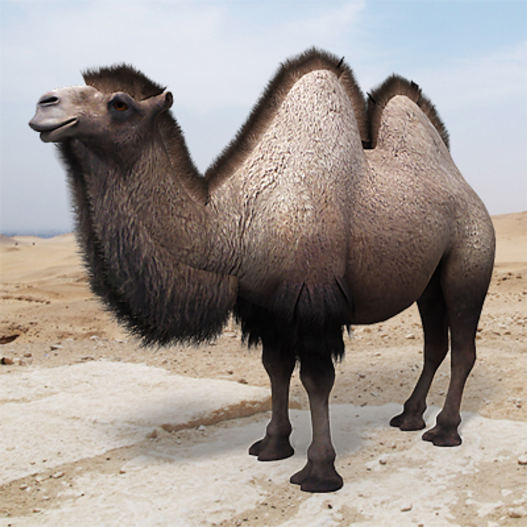 3d model bactrian camel humps