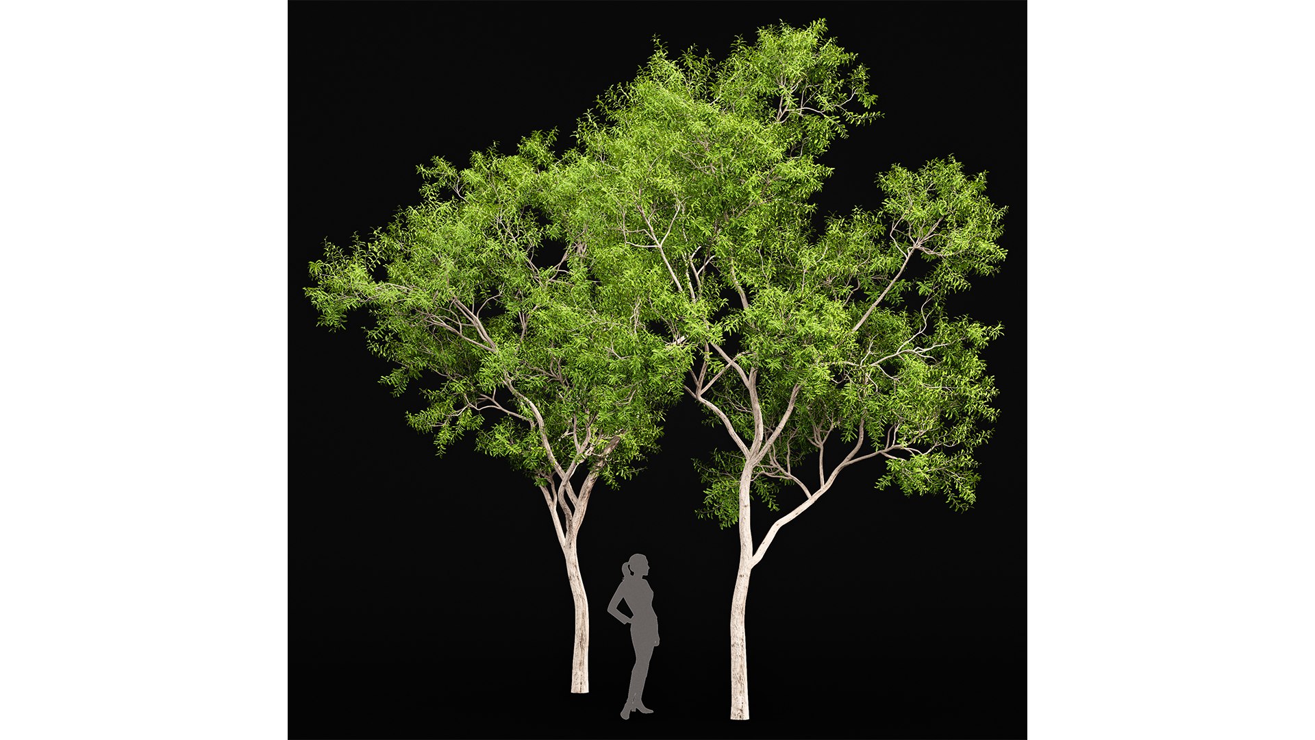 3D Ghost Gum Tree Vray Max Model - TurboSquid 2245419