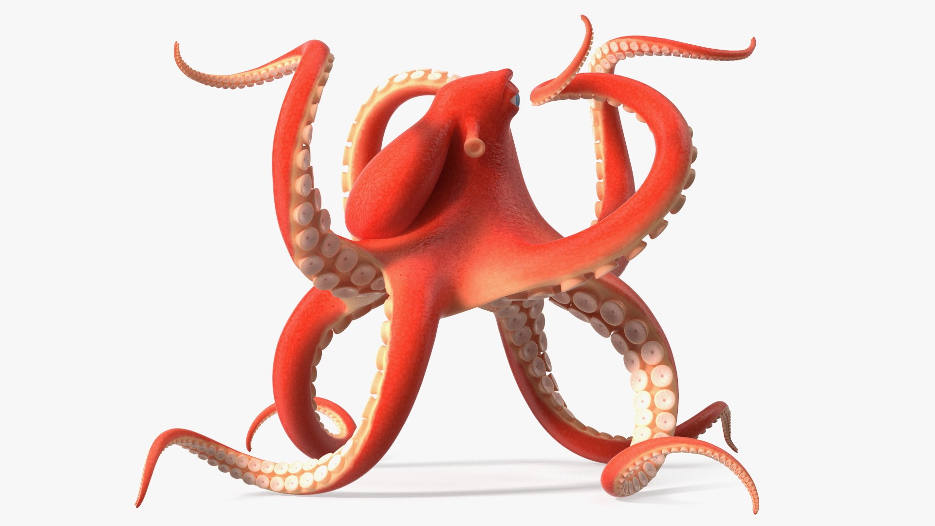 3D Cartoon Octopus Floating Pose - TurboSquid 1971810