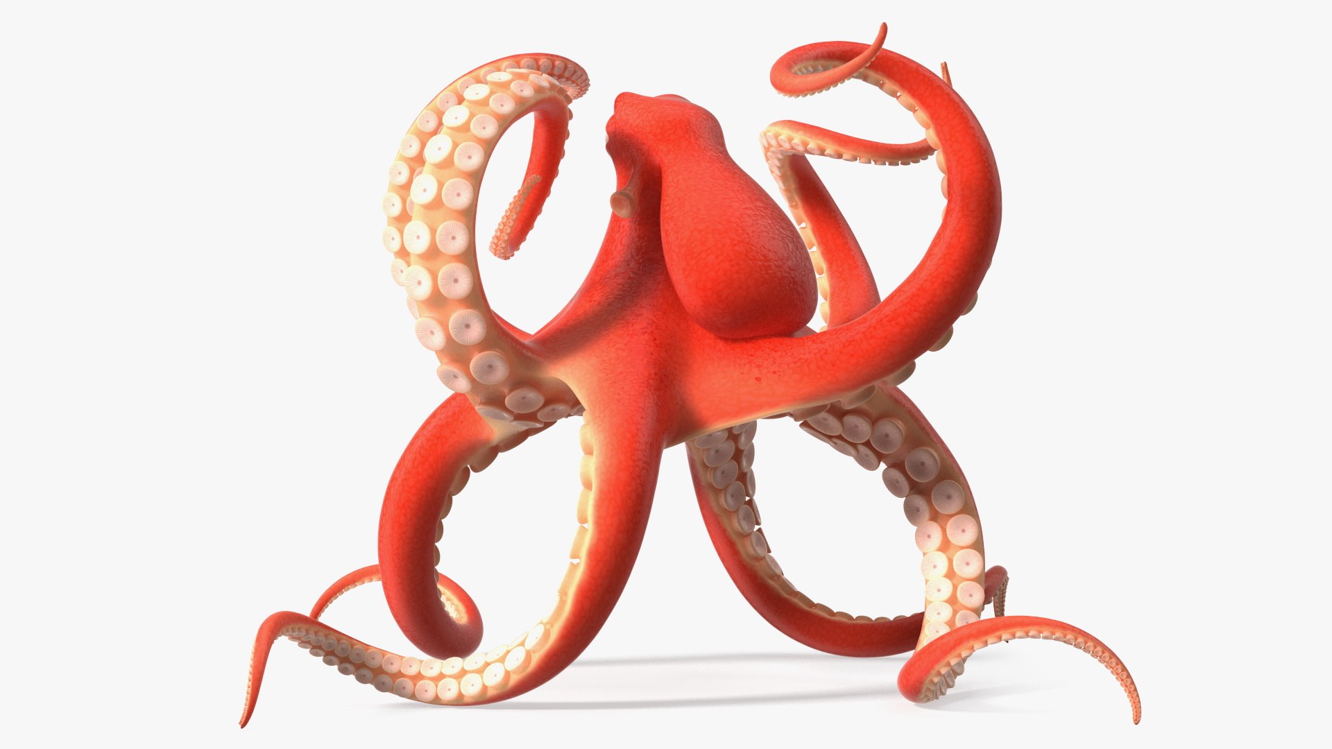 3D Cartoon Octopus Floating Pose - TurboSquid 1971810