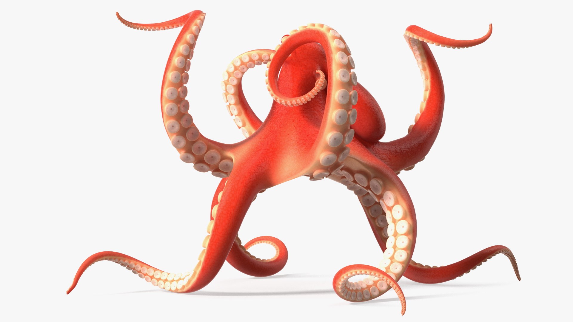 3D Cartoon Octopus Floating Pose - TurboSquid 1971810