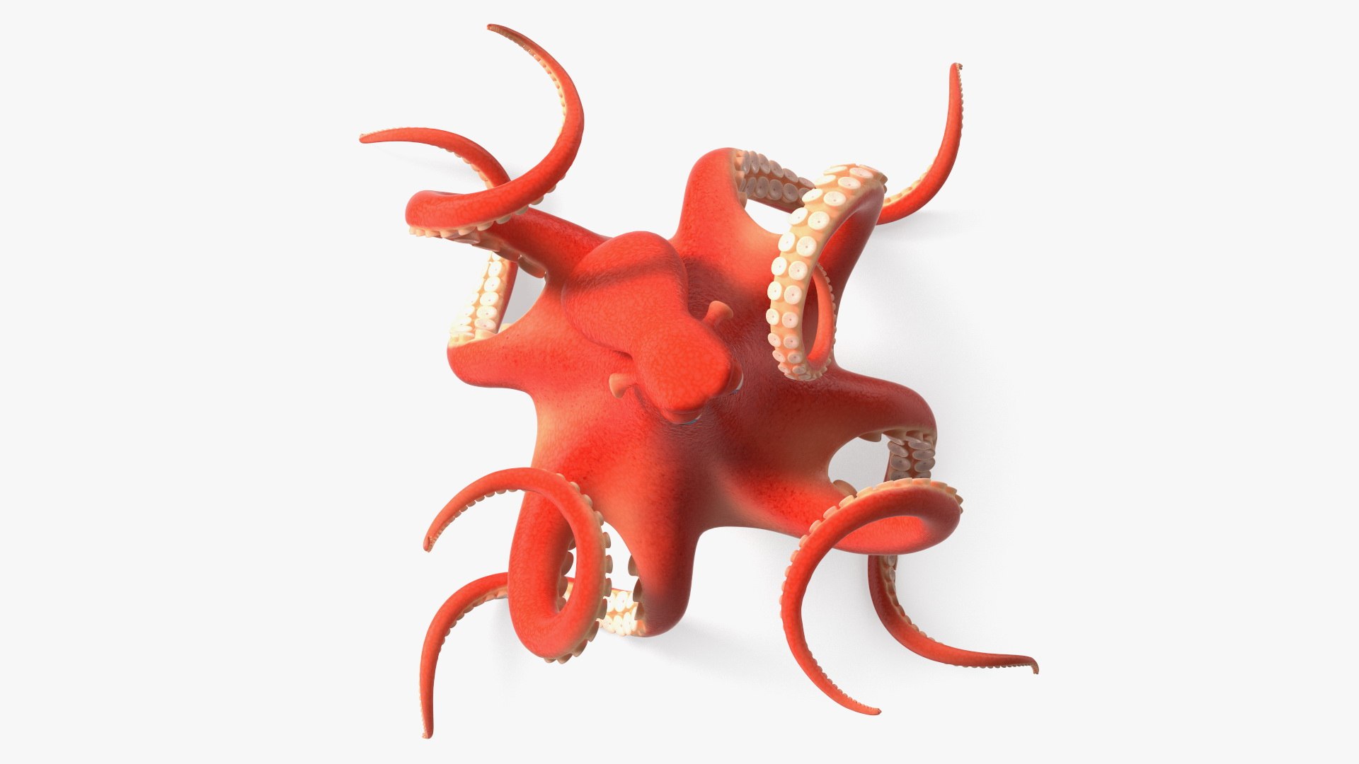 3D Cartoon Octopus Floating Pose - TurboSquid 1971810