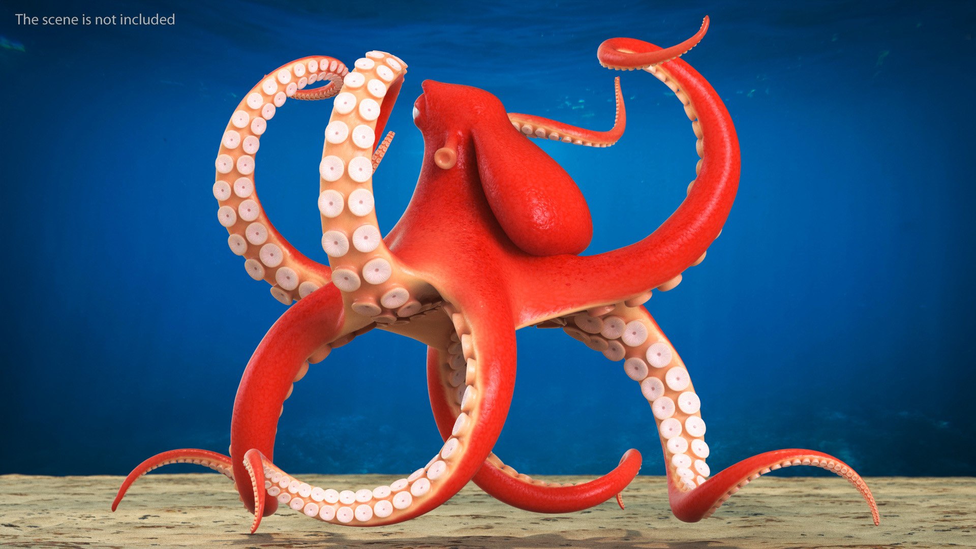 3D Cartoon Octopus Floating Pose - TurboSquid 1971810