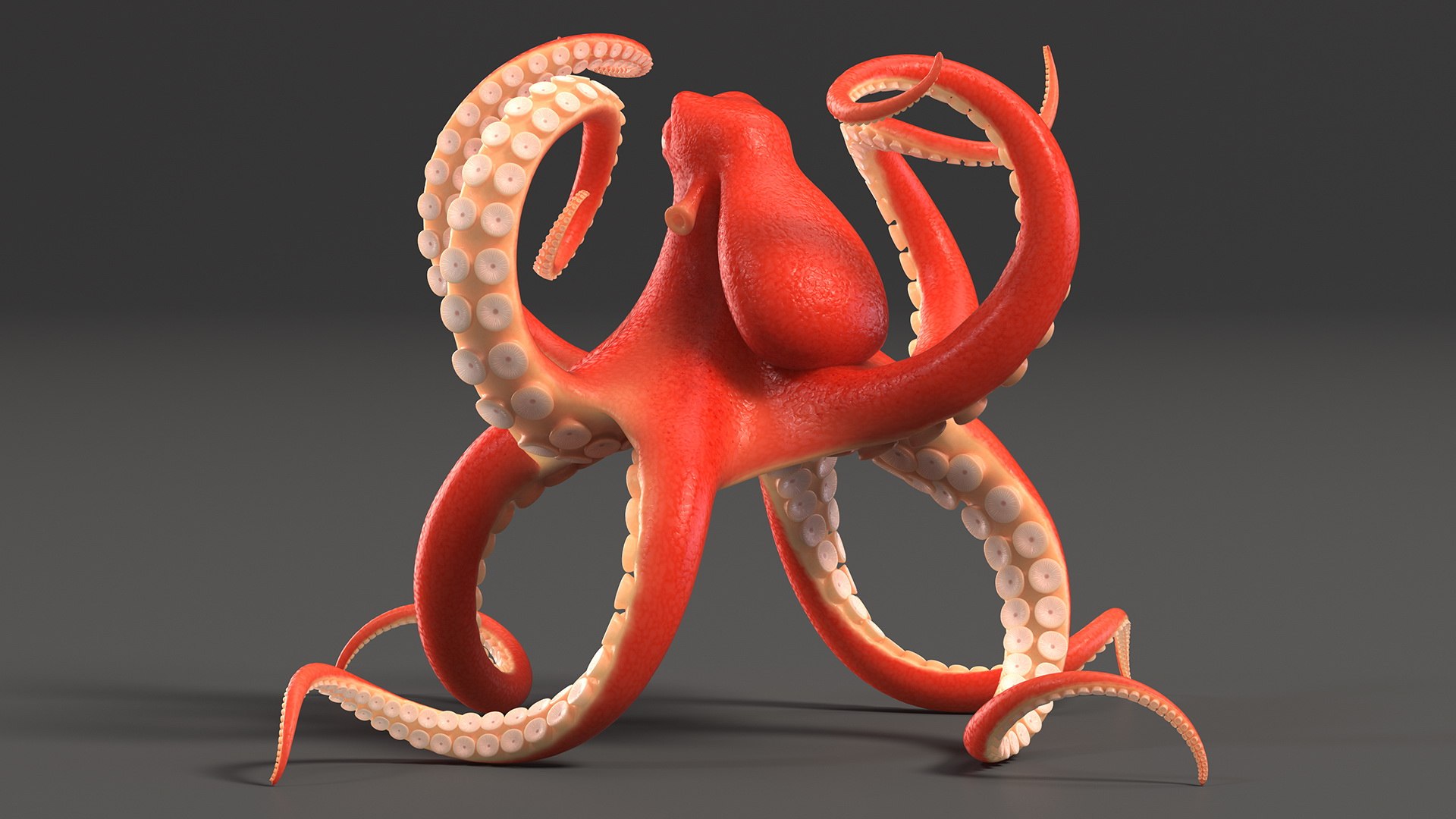 3D Cartoon Octopus Floating Pose - TurboSquid 1971810