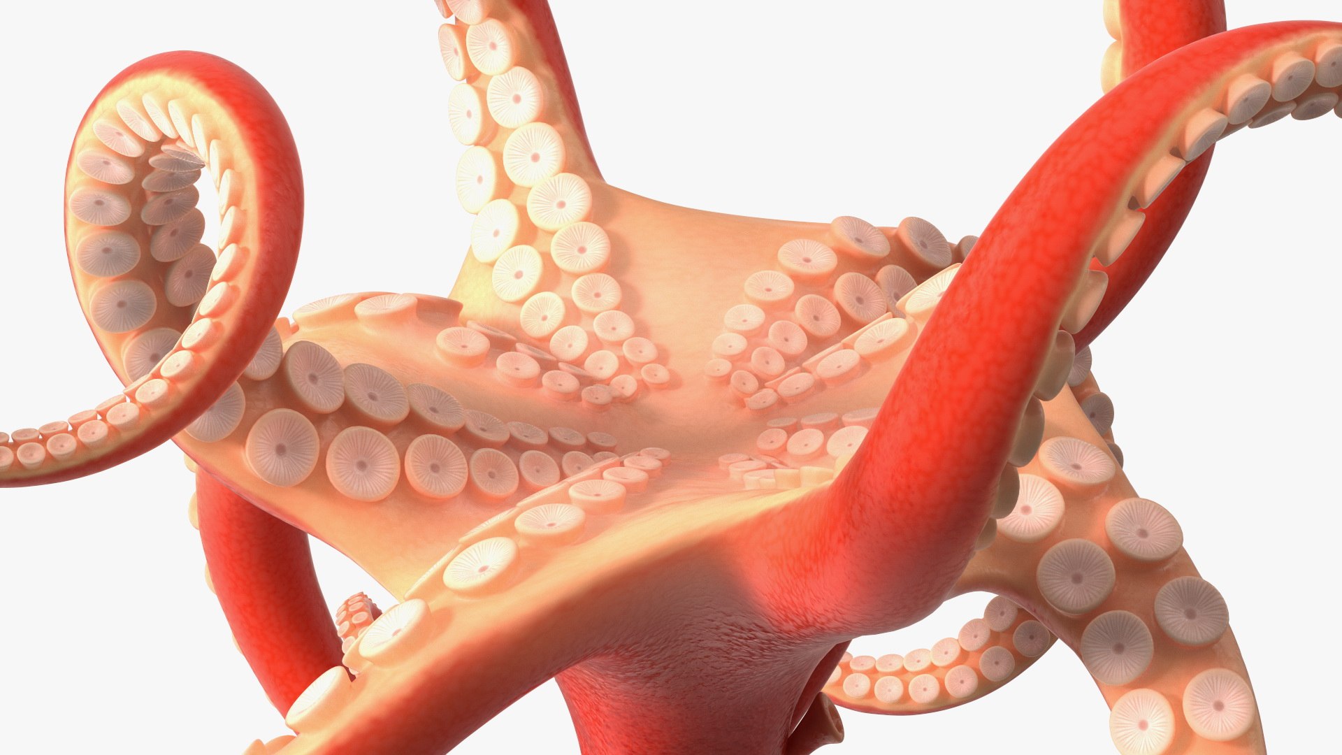 3D Cartoon Octopus Floating Pose - TurboSquid 1971810