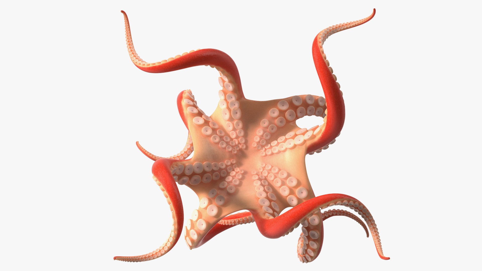 3D Cartoon Octopus Floating Pose - TurboSquid 1971810