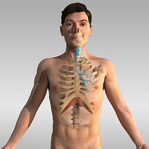 Anatomy Puppet 3D Models for Download | TurboSquid