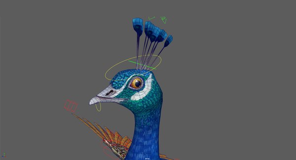 3D Peacock Models | TurboSquid