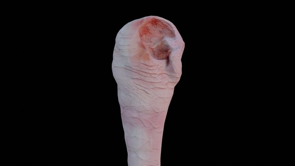 3D модель Chicken Foot - TurboSquid 2034990