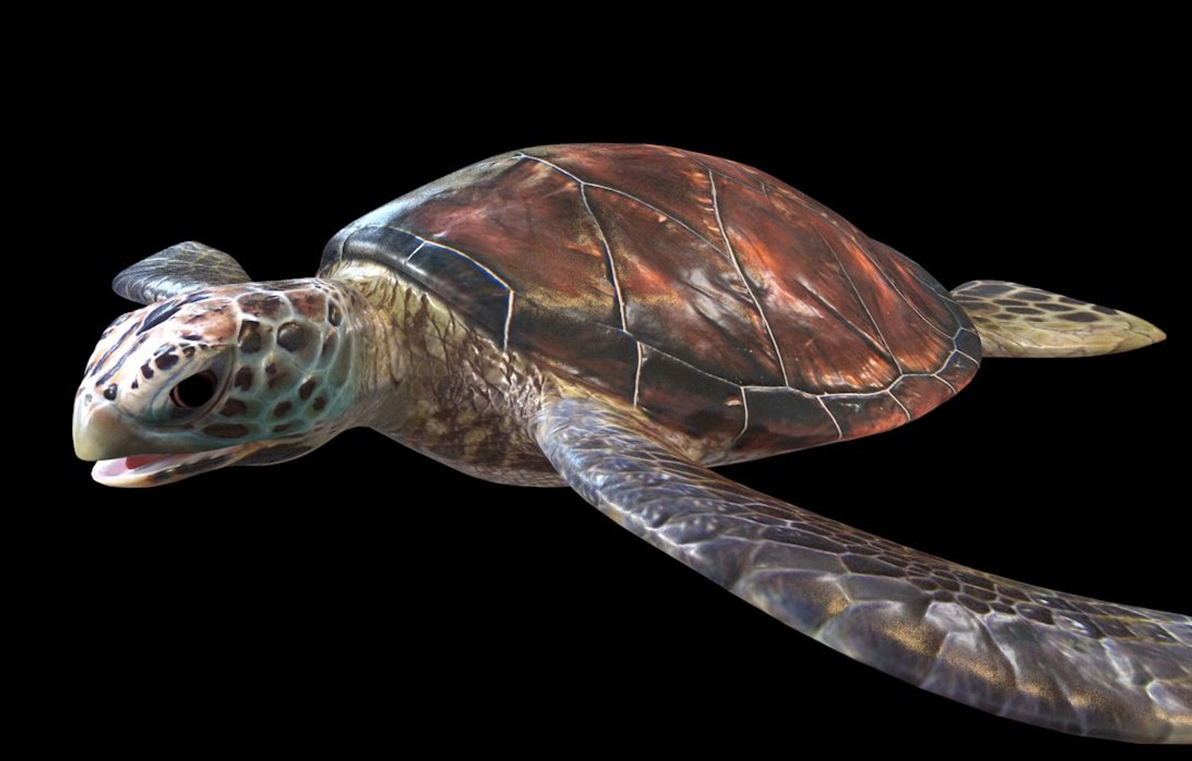 3D Turtle Rigged - TurboSquid 1551946