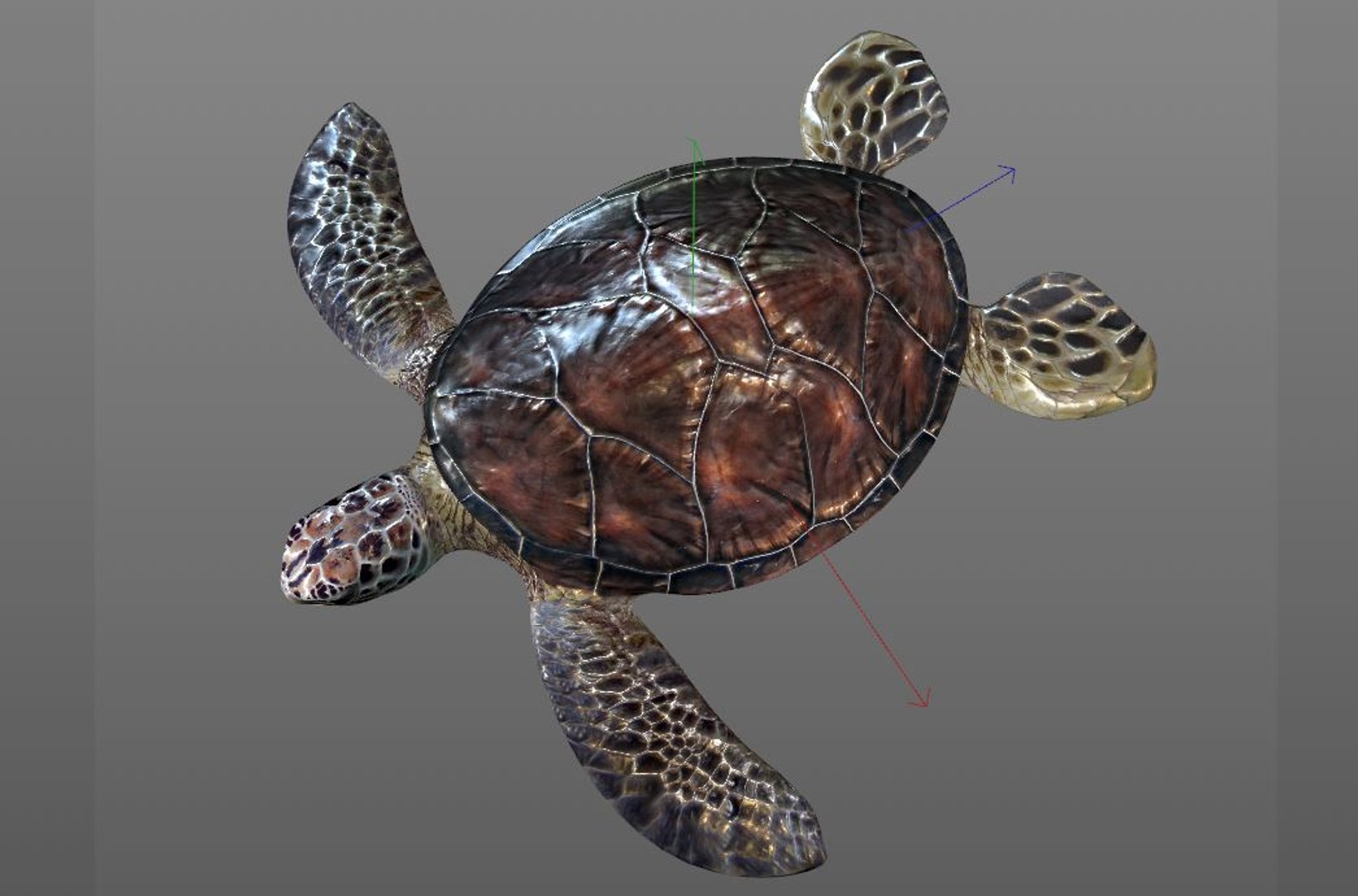 3D Turtle Rigged - TurboSquid 1551946