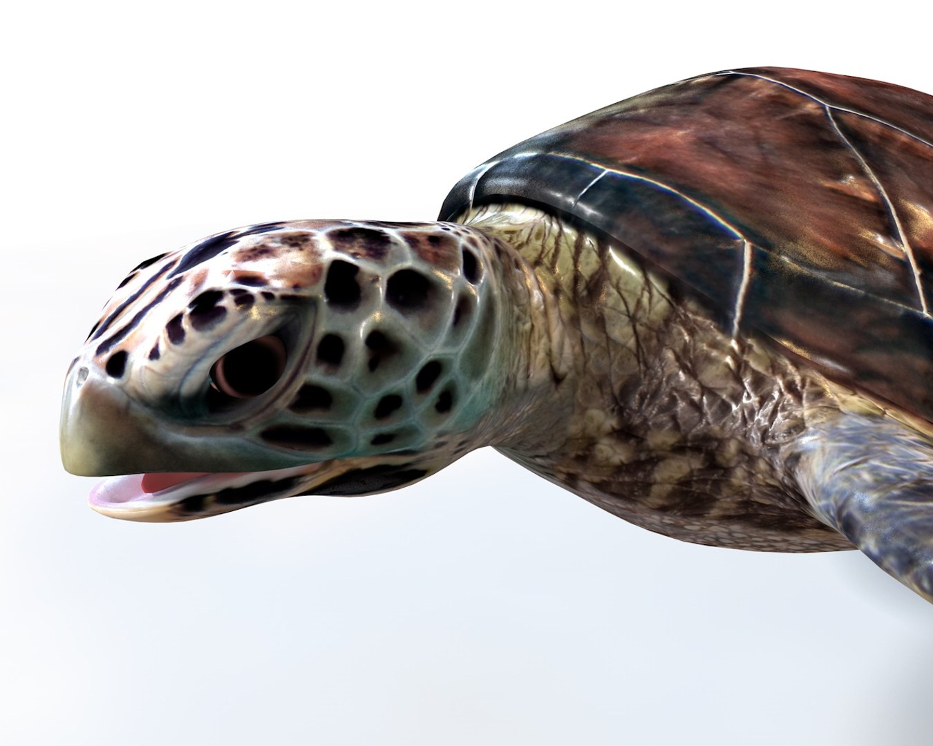 3D Turtle Rigged - TurboSquid 1551946