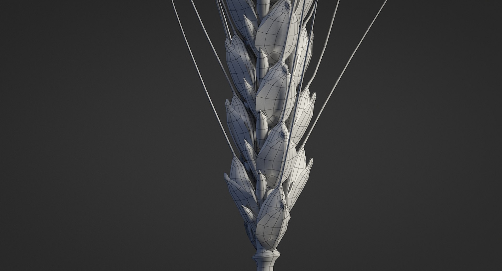 Realistic Wheat Spikelets 3D Model - TurboSquid 1262068