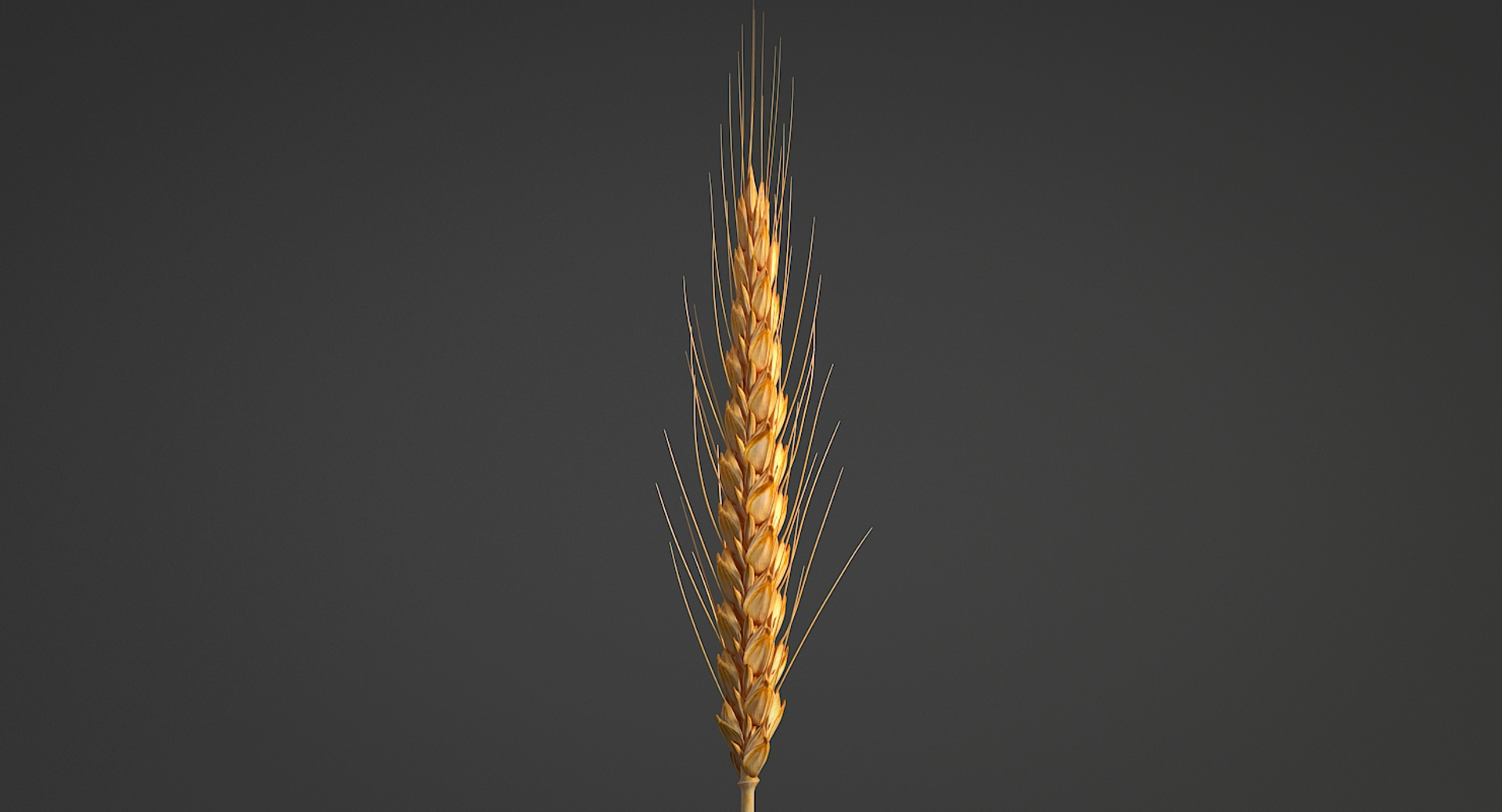 Realistic Wheat Spikelets 3D Model - TurboSquid 1262068