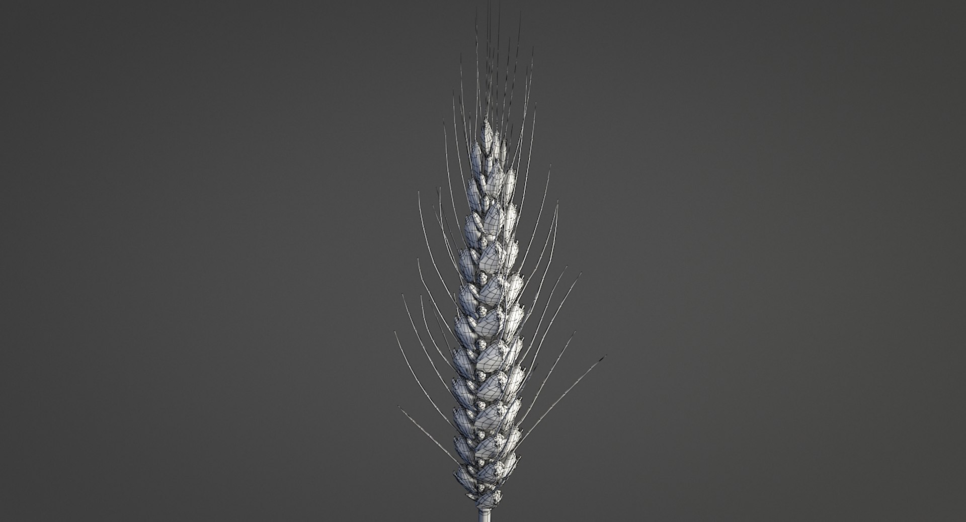 Realistic Wheat Spikelets 3D Model - TurboSquid 1262068
