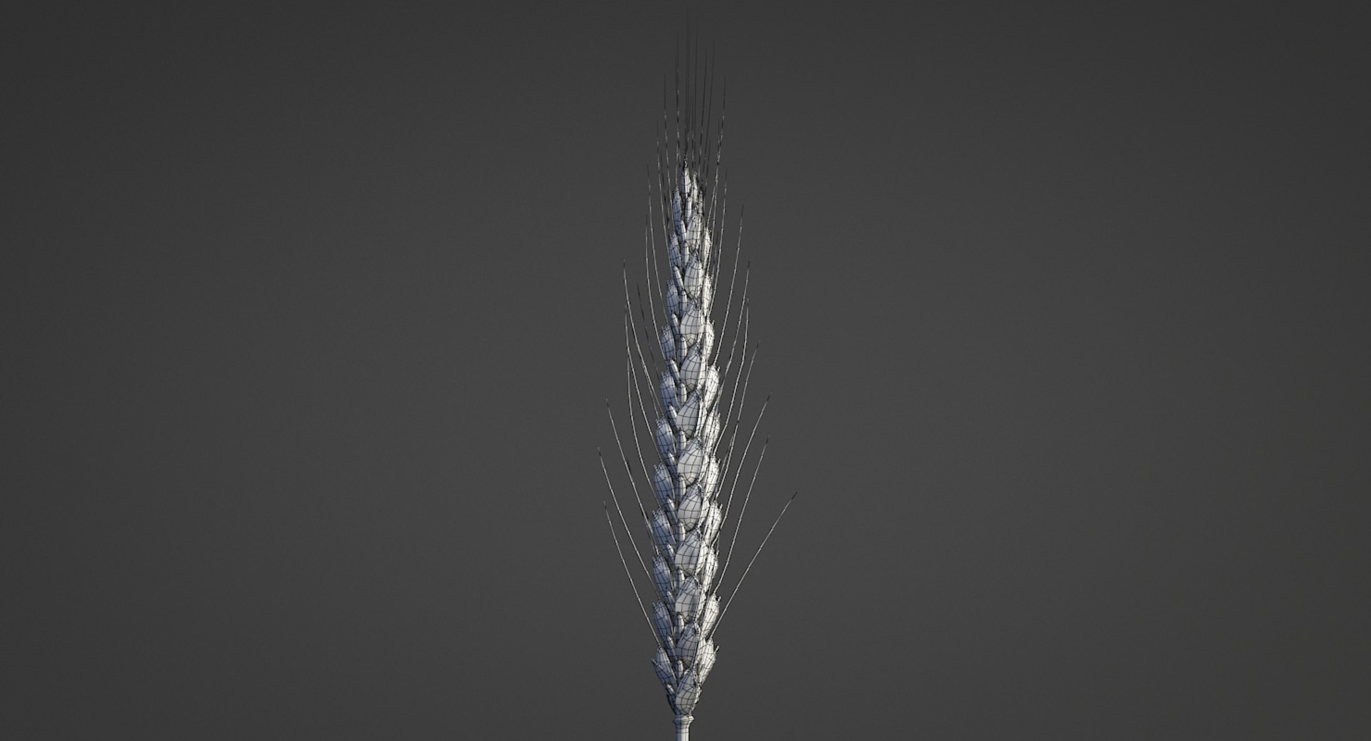Realistic Wheat Spikelets 3D Model - TurboSquid 1262068