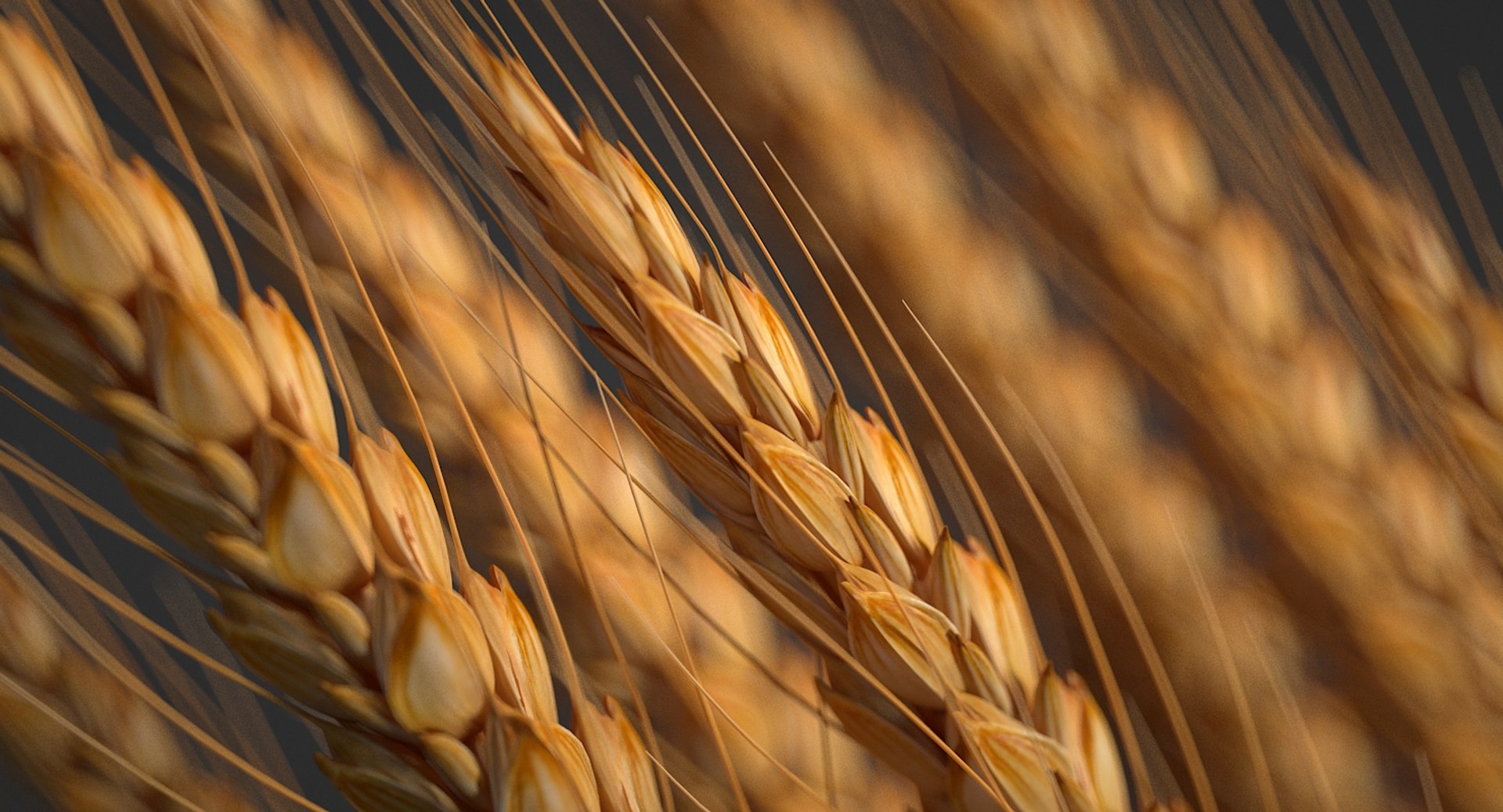 Realistic Wheat Spikelets 3D Model - TurboSquid 1262068