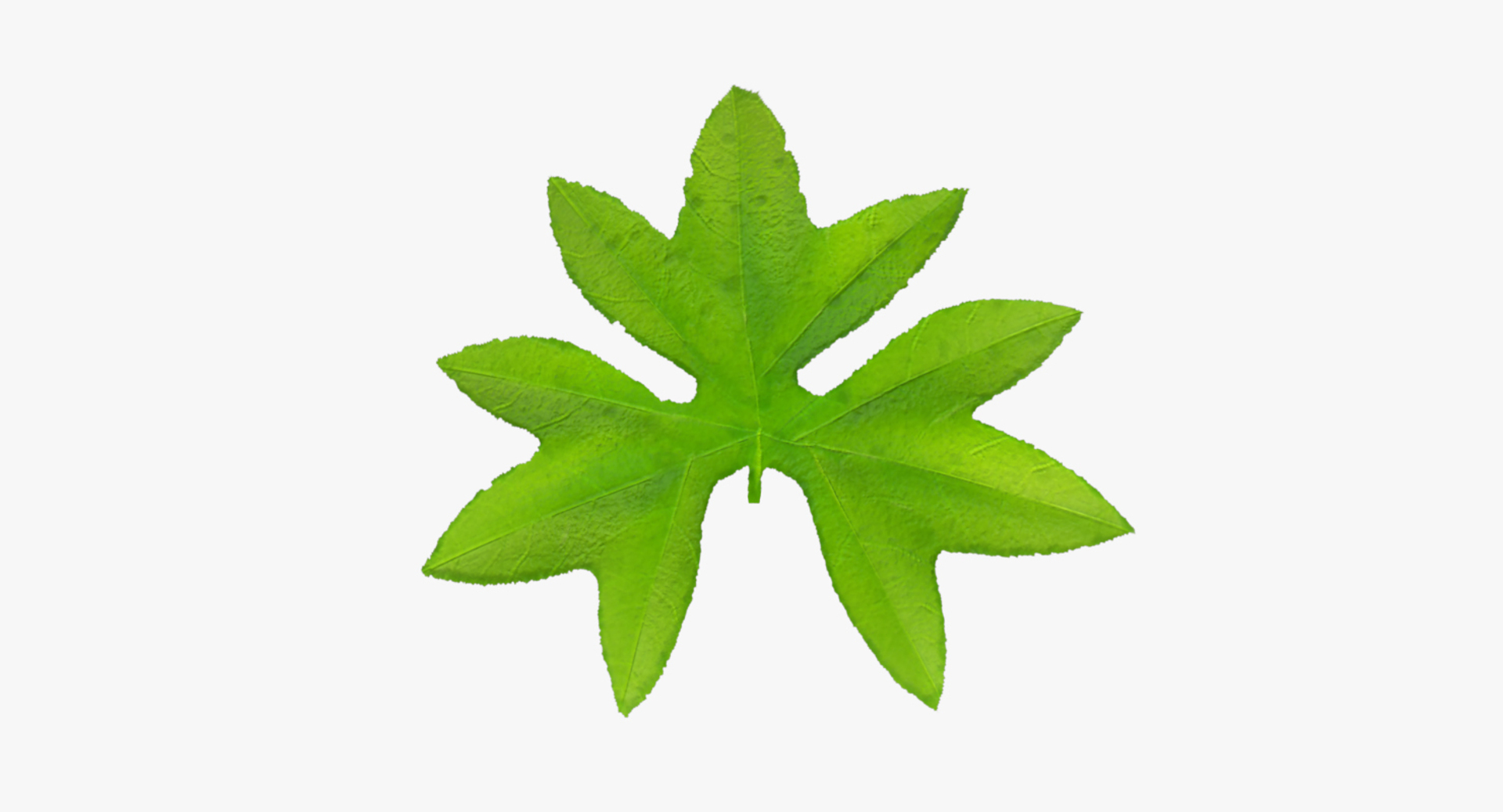 Tree Leaf Model - TurboSquid 1170522