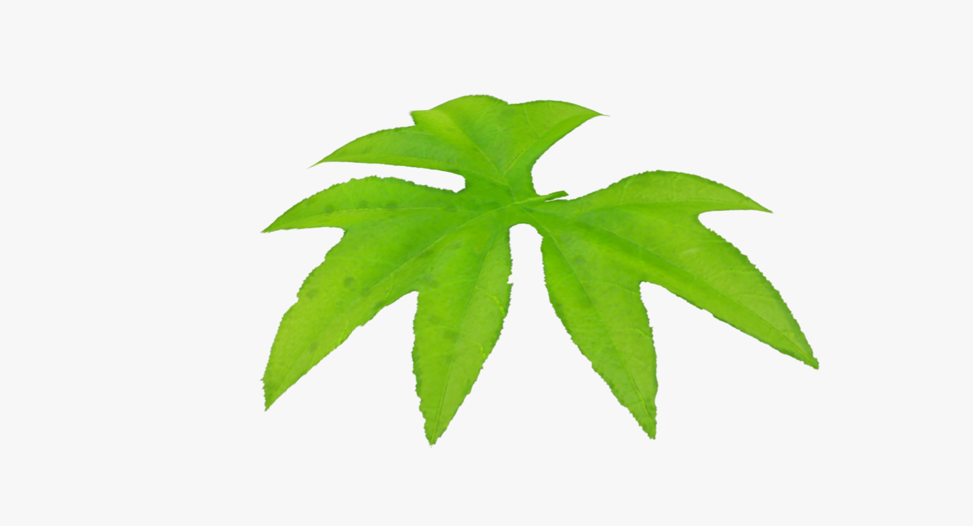 Tree Leaf Model - TurboSquid 1170522