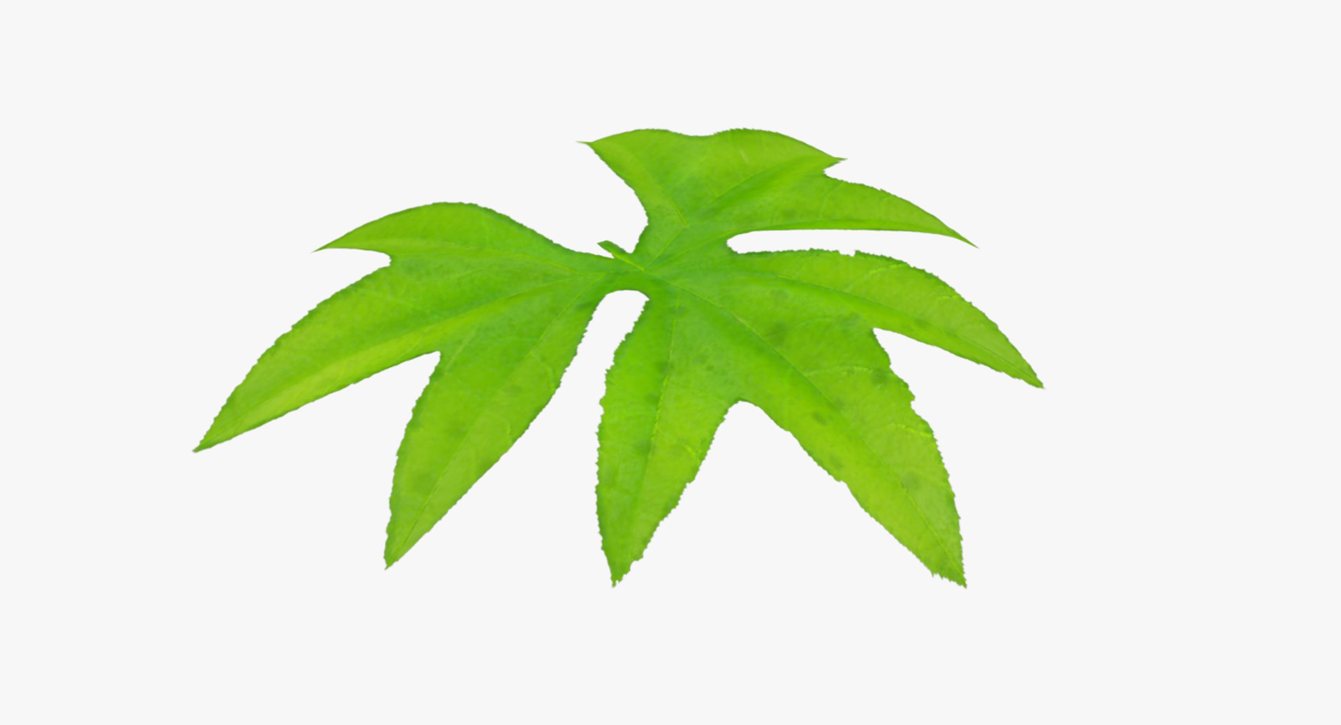 Tree Leaf Model - TurboSquid 1170522