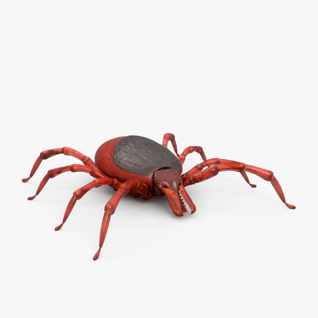 Tick insect animal 3D model - TurboSquid 1575637