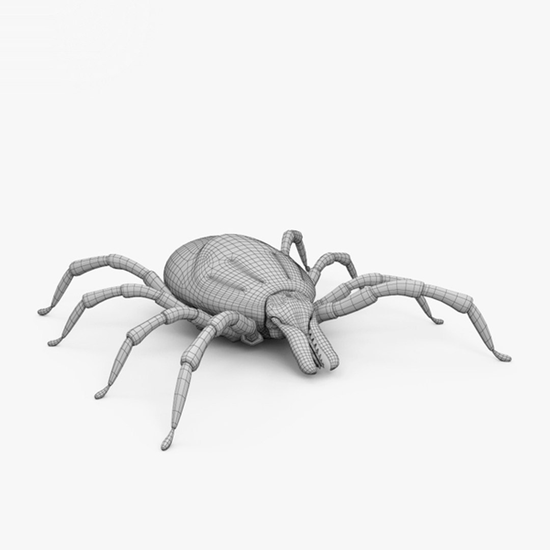 Tick insect animal 3D model - TurboSquid 1575637