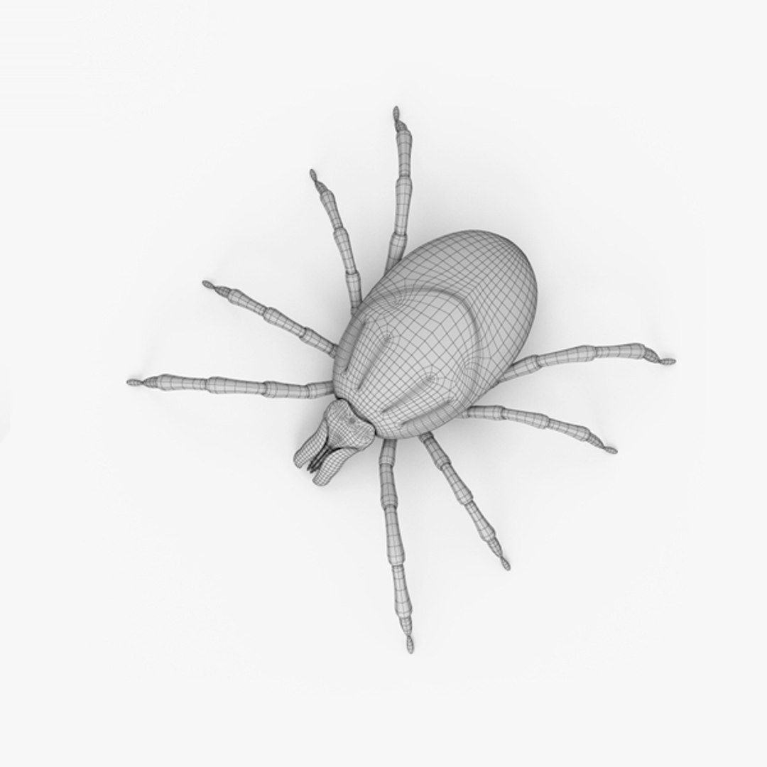 Tick insect animal 3D model - TurboSquid 1575637
