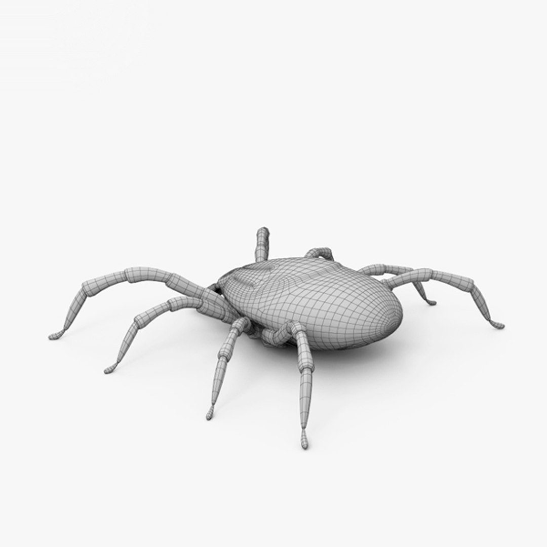 Tick insect animal 3D model - TurboSquid 1575637