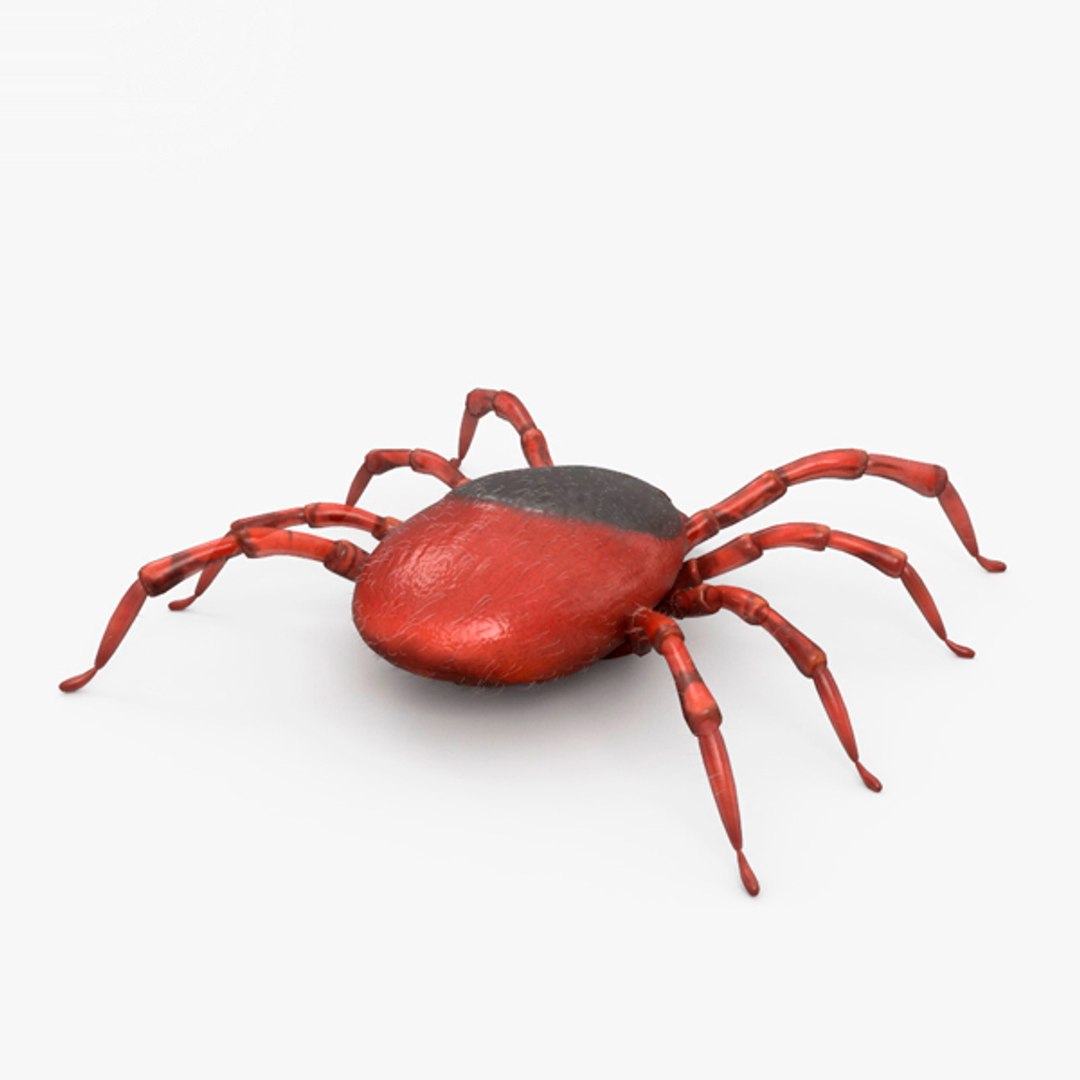 Tick insect animal 3D model - TurboSquid 1575637