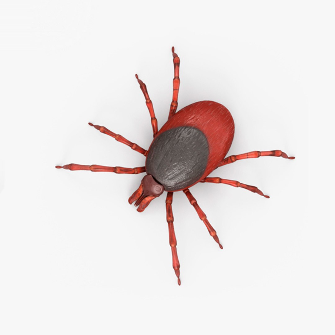 Tick insect animal 3D model - TurboSquid 1575637