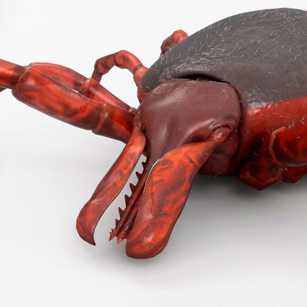 Tick insect animal 3D model - TurboSquid 1575637