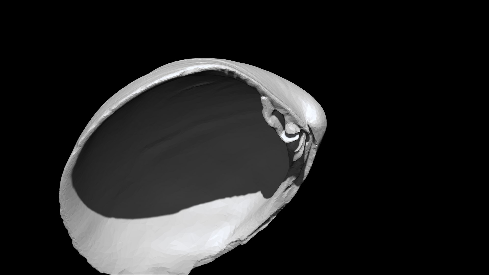 3D Seashell 015 3D CT scan model - TurboSquid 1846037