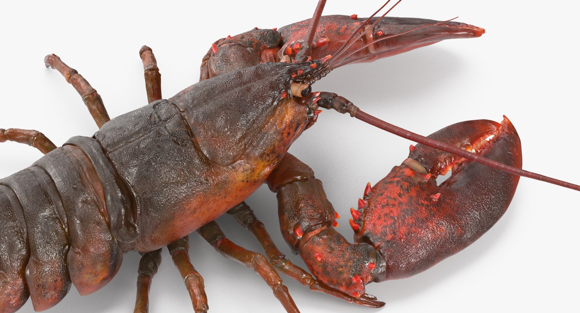 Obj Lobster Pose 4