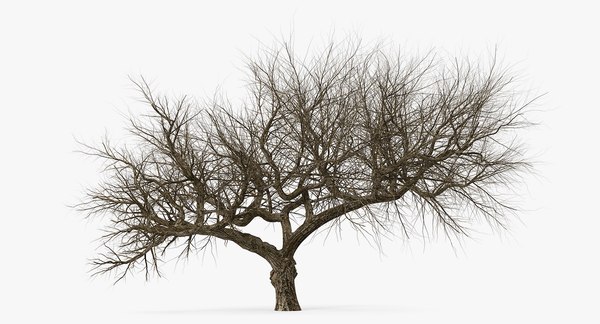 Old winter tree 3D model - TurboSquid 1394314