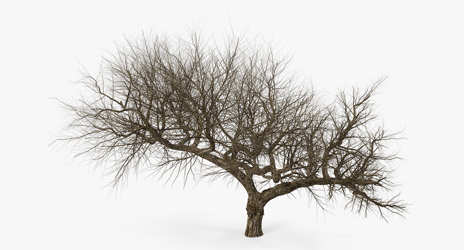 Old winter tree 3D model - TurboSquid 1394314