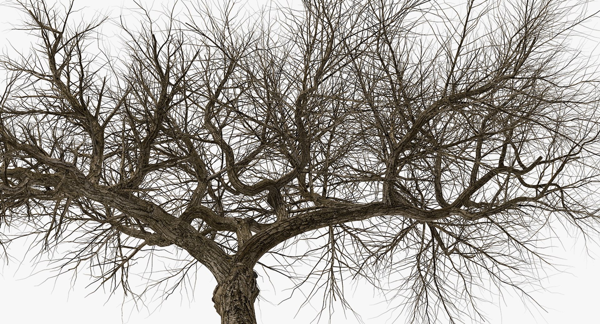 Old winter tree 3D model - TurboSquid 1394314