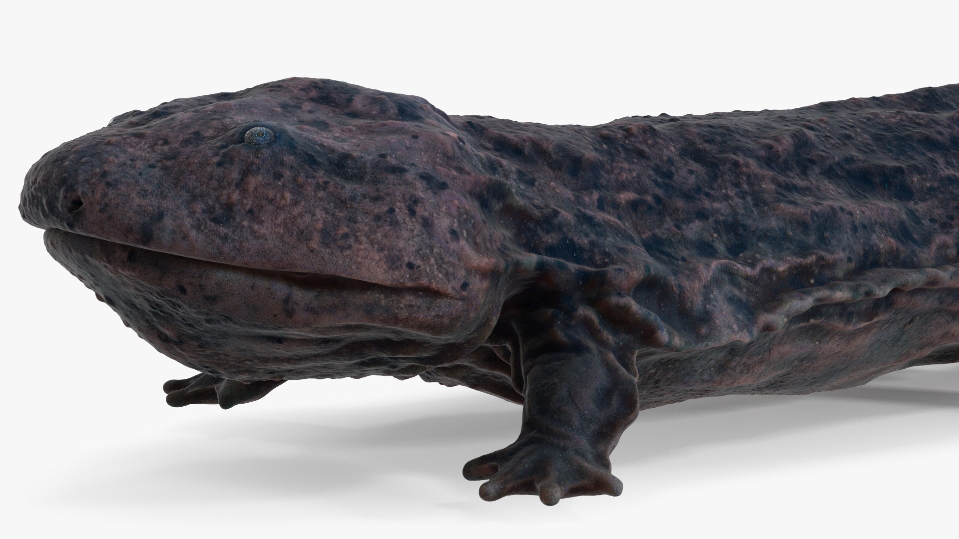 3D Salamander Dark - TurboSquid 2232405