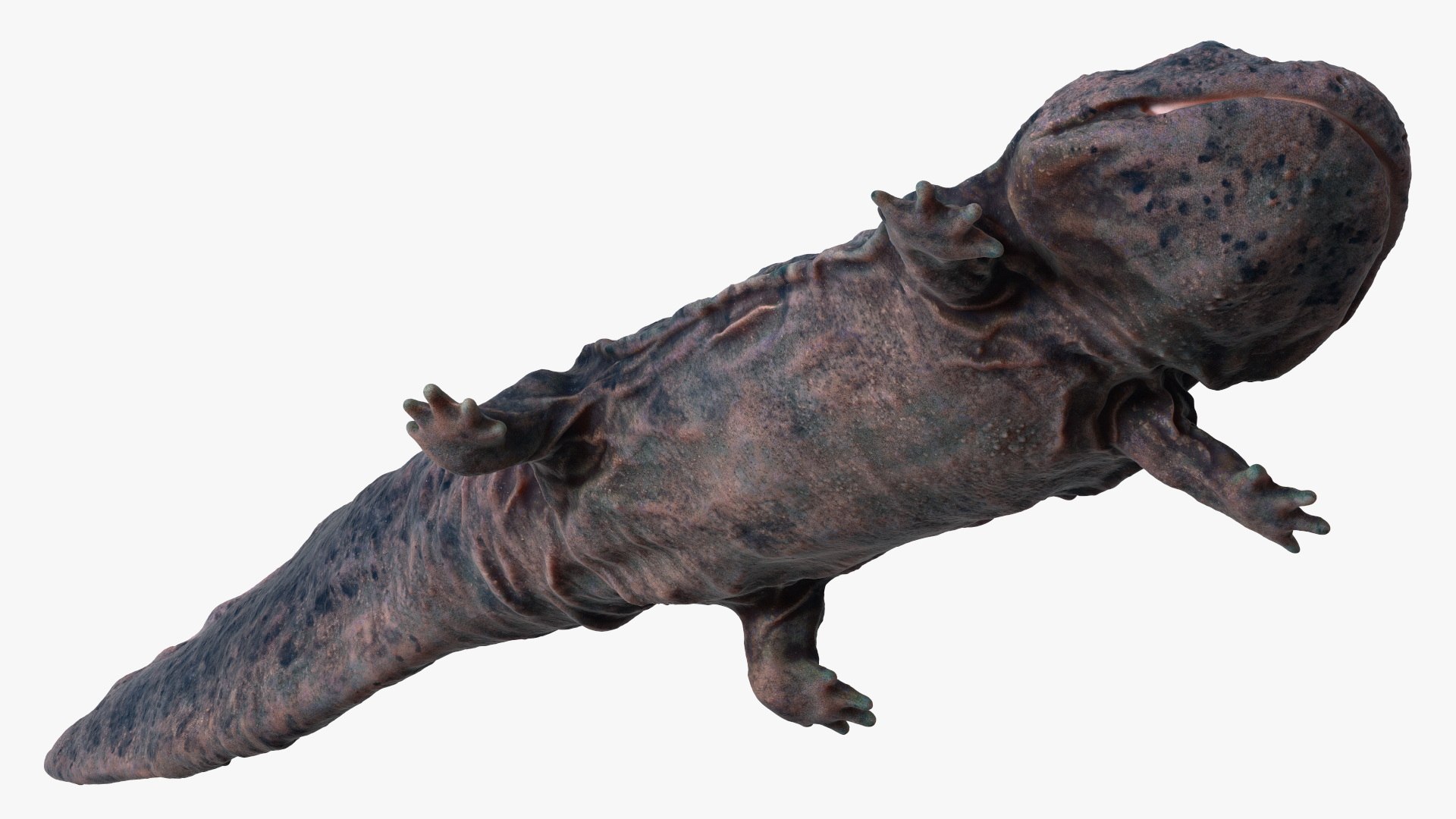3D Salamander Dark - TurboSquid 2232405