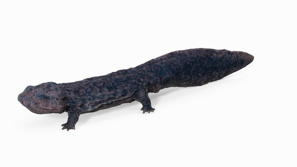 modelo 3d salamandra oscura - TurboSquid 2232405