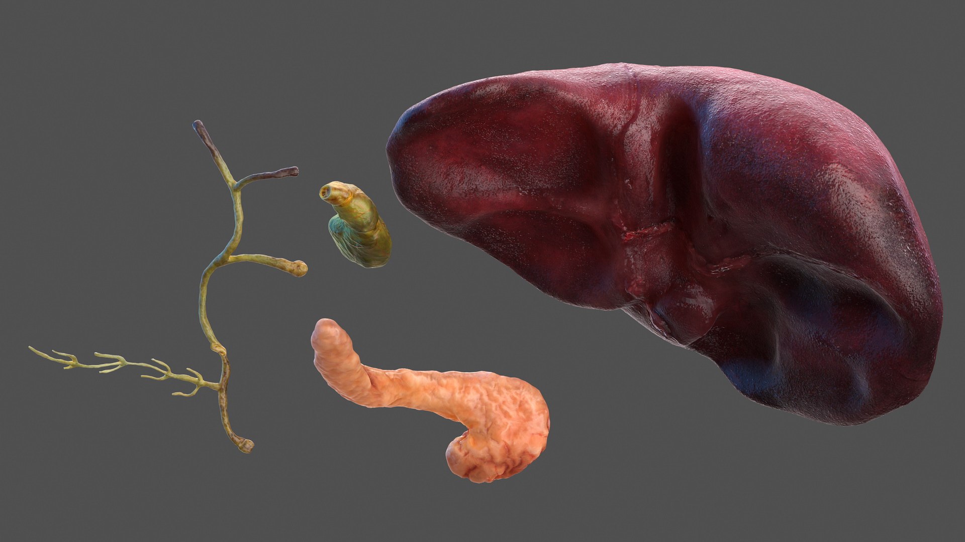 Human liver pancreas gallbladder model - TurboSquid 1461701