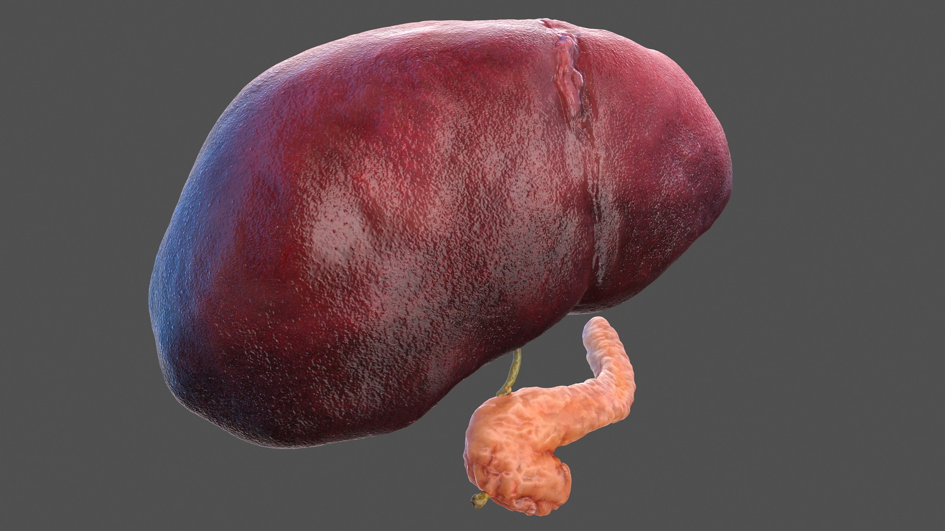 Human liver pancreas gallbladder model - TurboSquid 1461701