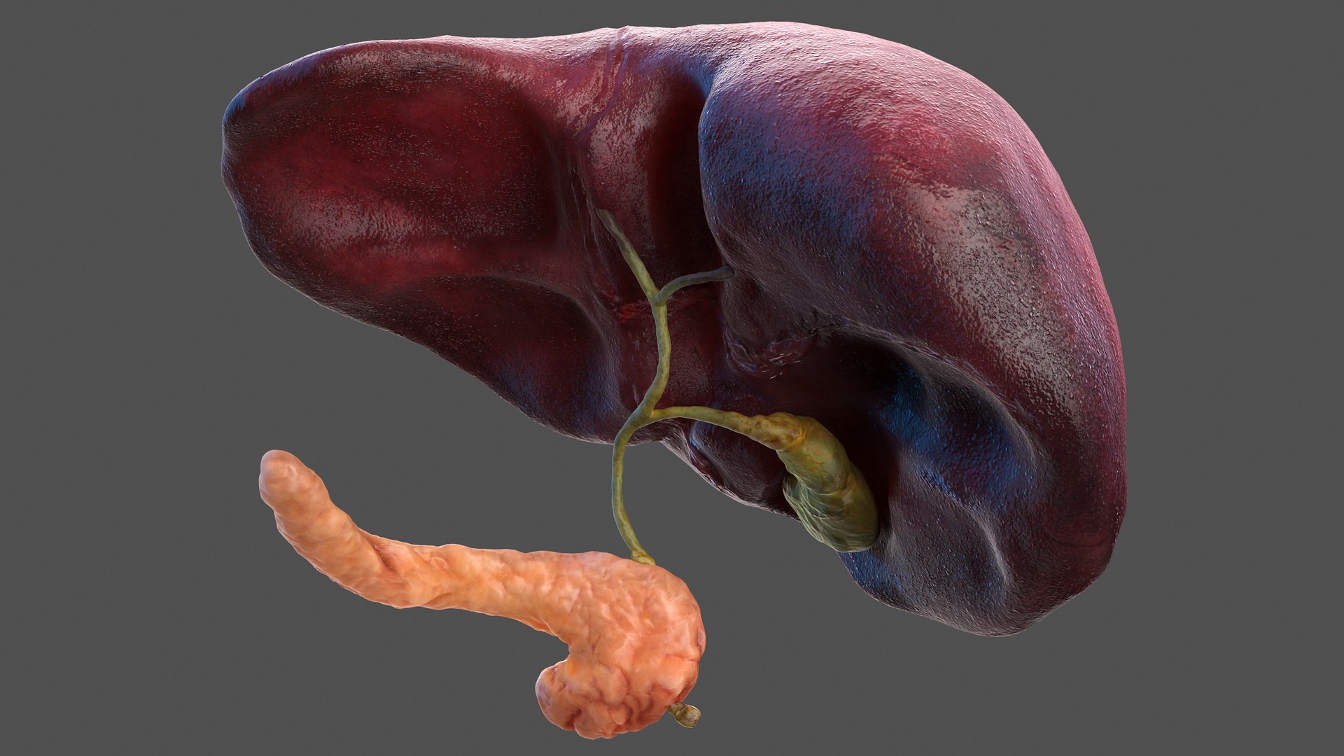 Human liver pancreas gallbladder model - TurboSquid 1461701