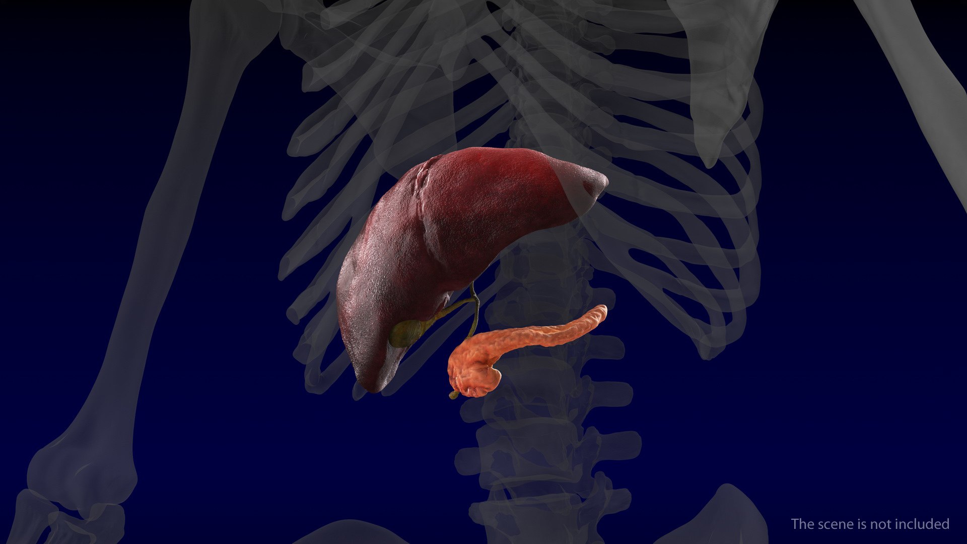 Human liver pancreas gallbladder model - TurboSquid 1461701