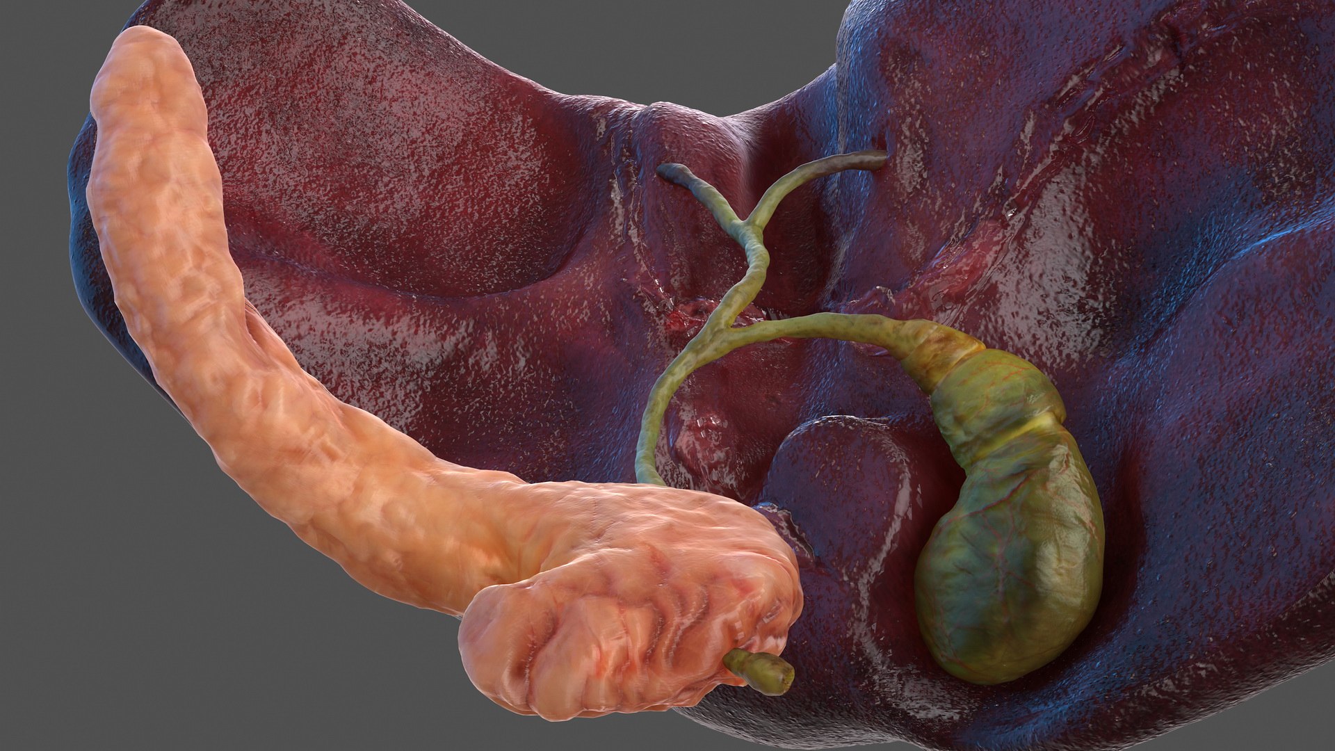 Human liver pancreas gallbladder model - TurboSquid 1461701