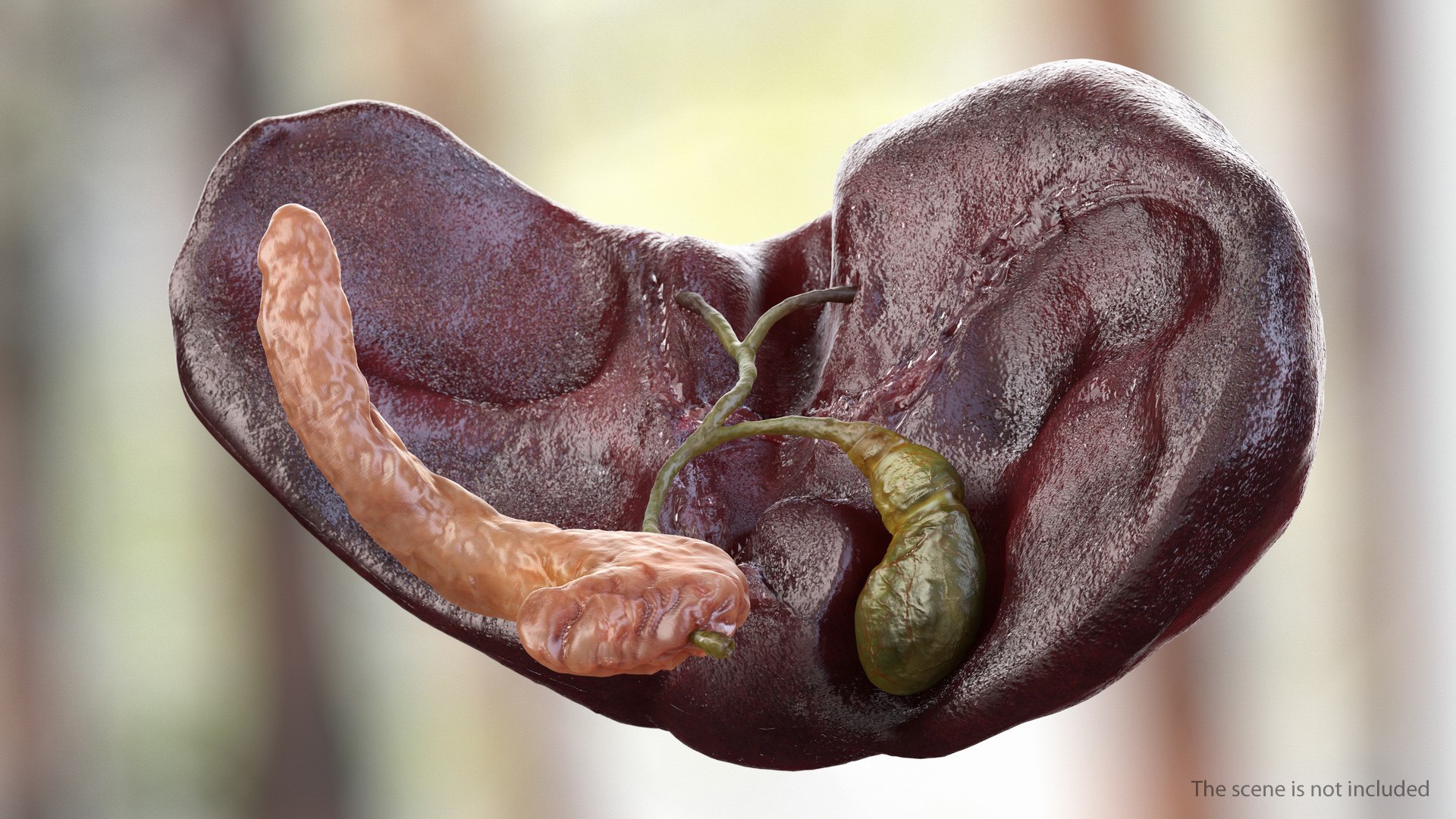 Human liver pancreas gallbladder model - TurboSquid 1461701